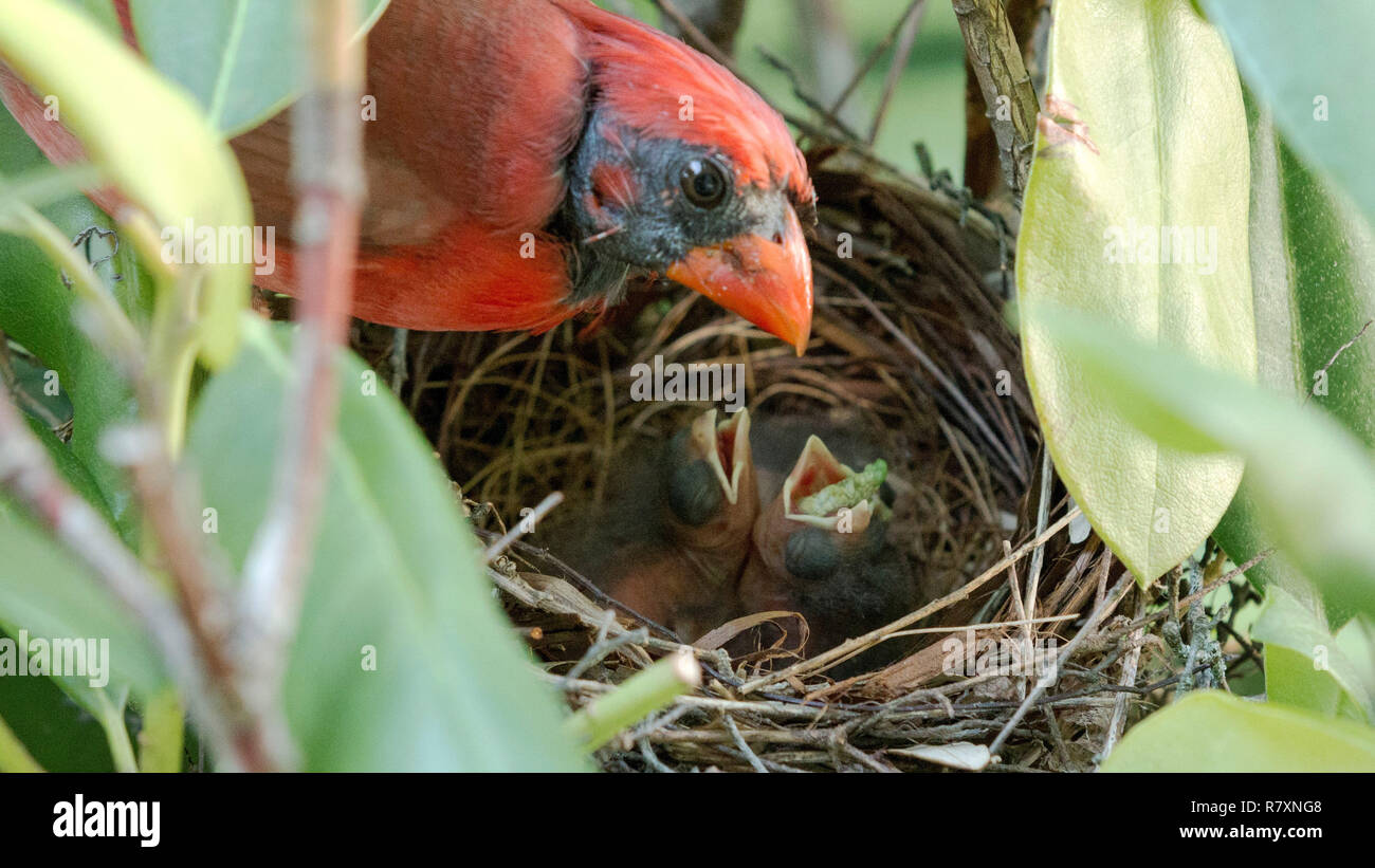 Cardinal Nest High Resolution Stock Photography and Images - Alamy