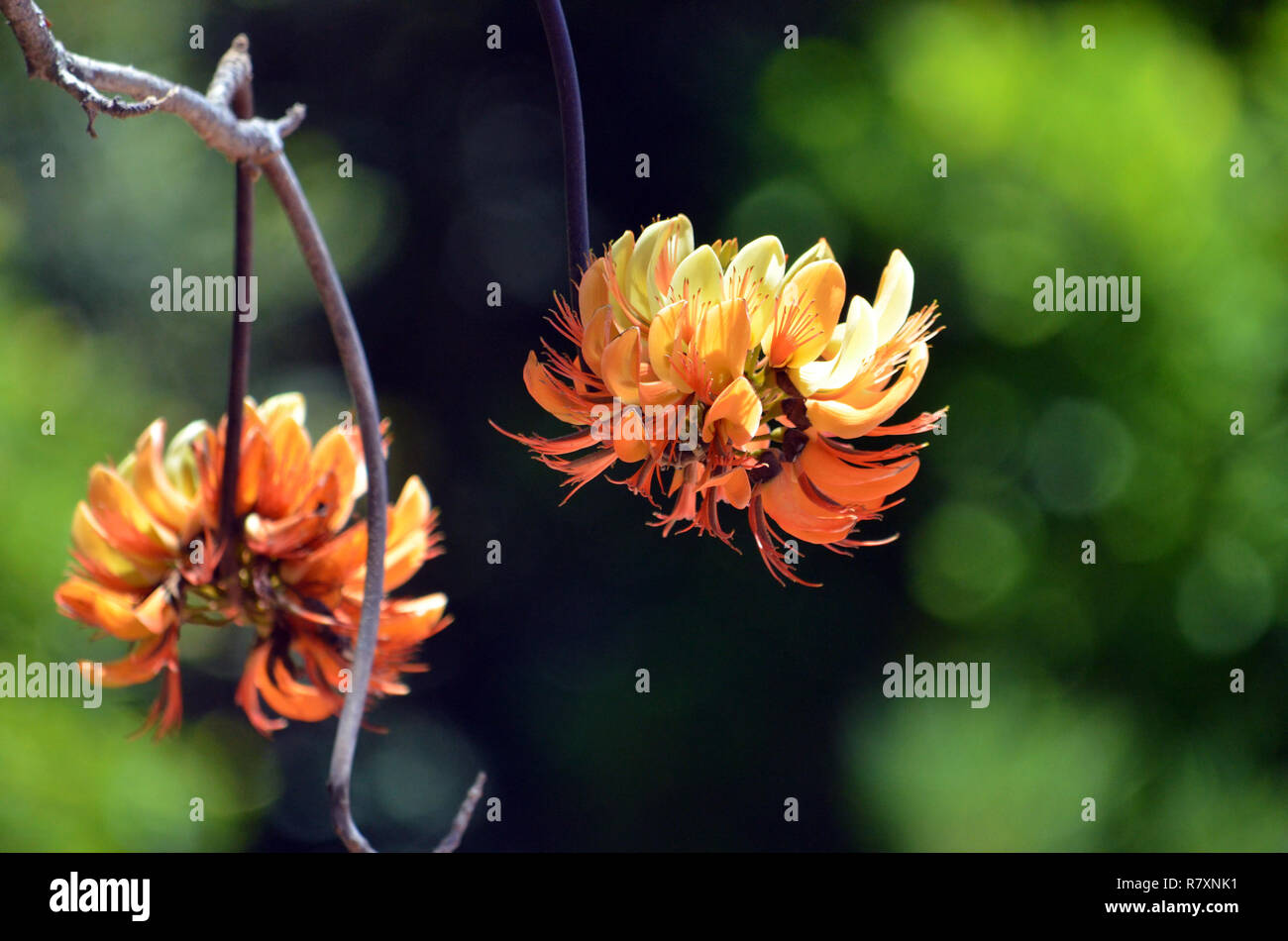 Australian native Pine Mountain Coral Tree flower inflorescence ...