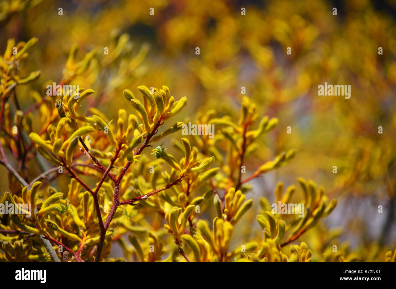 Western Australian native Yellow Kangaroo Paw plants, Anigozanthos ...