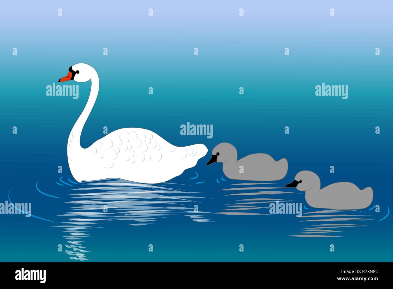 Mute swan illustration hi-res stock photography and images - Alamy