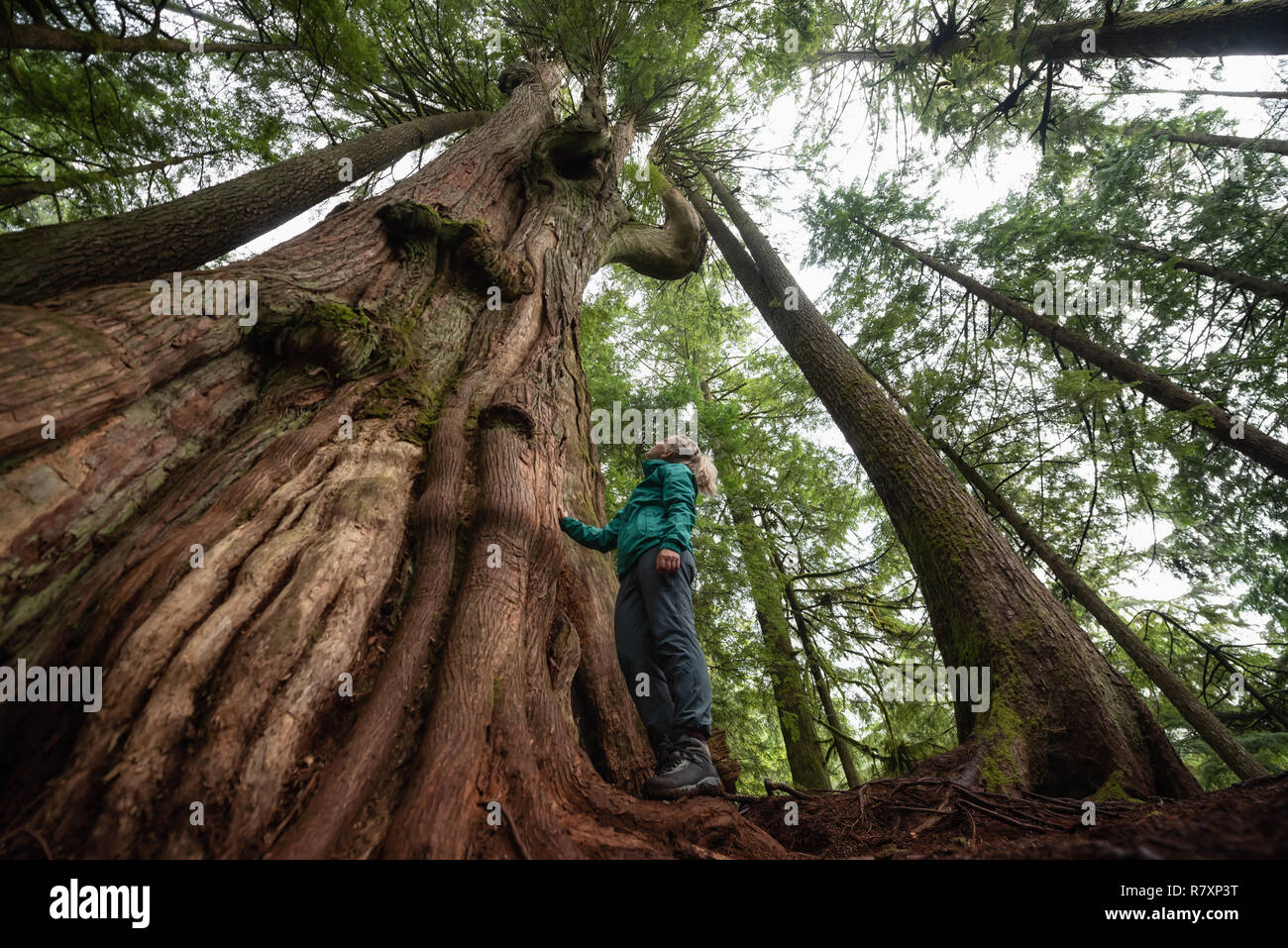 Adventurous Caucasian Girl standing by the Big Cedar Tree in the forest ...