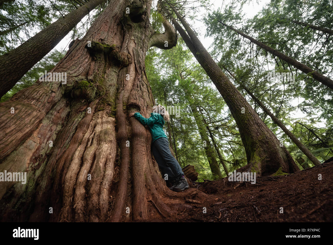Adventurous Caucasian Girl standing by the Big Cedar Tree in the forest ...