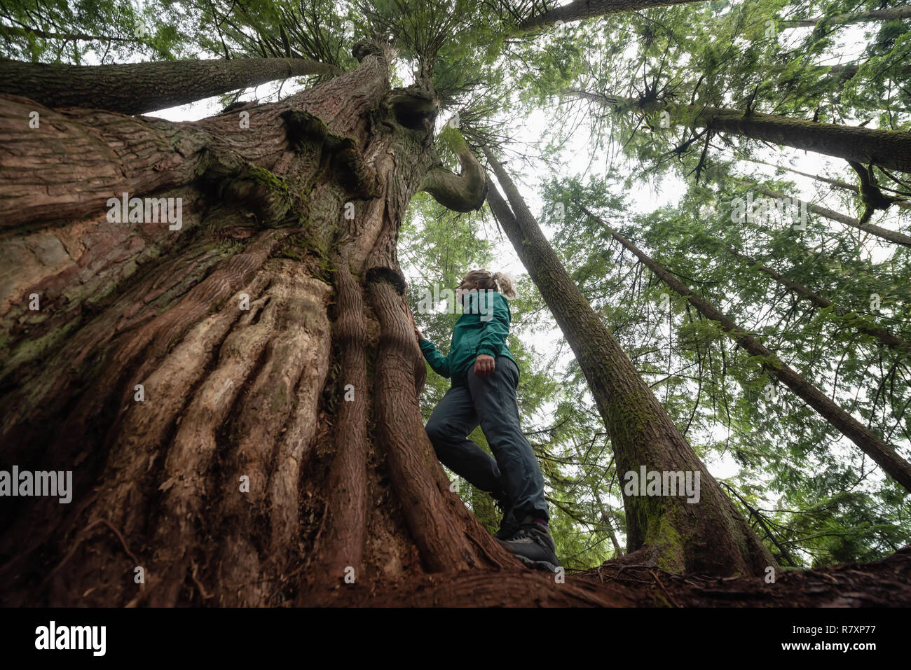 Adventurous Caucasian Girl standing by the Big Cedar Tree in the forest ...