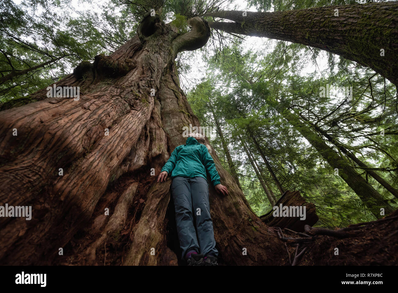 Adventurous Caucasian Girl standing by the Big Cedar Tree in the forest ...