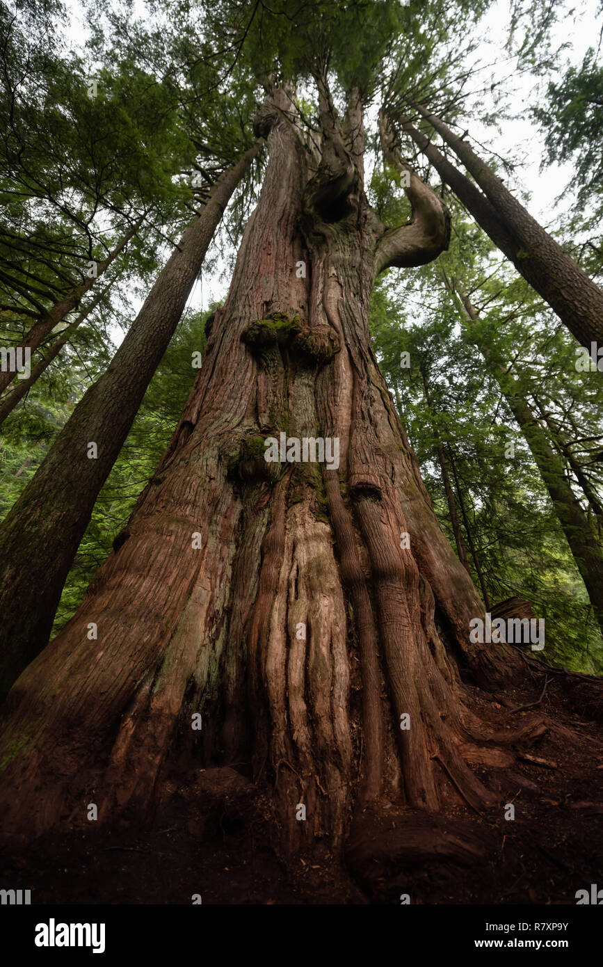 Big cedar tree hi-res stock photography and images - Alamy