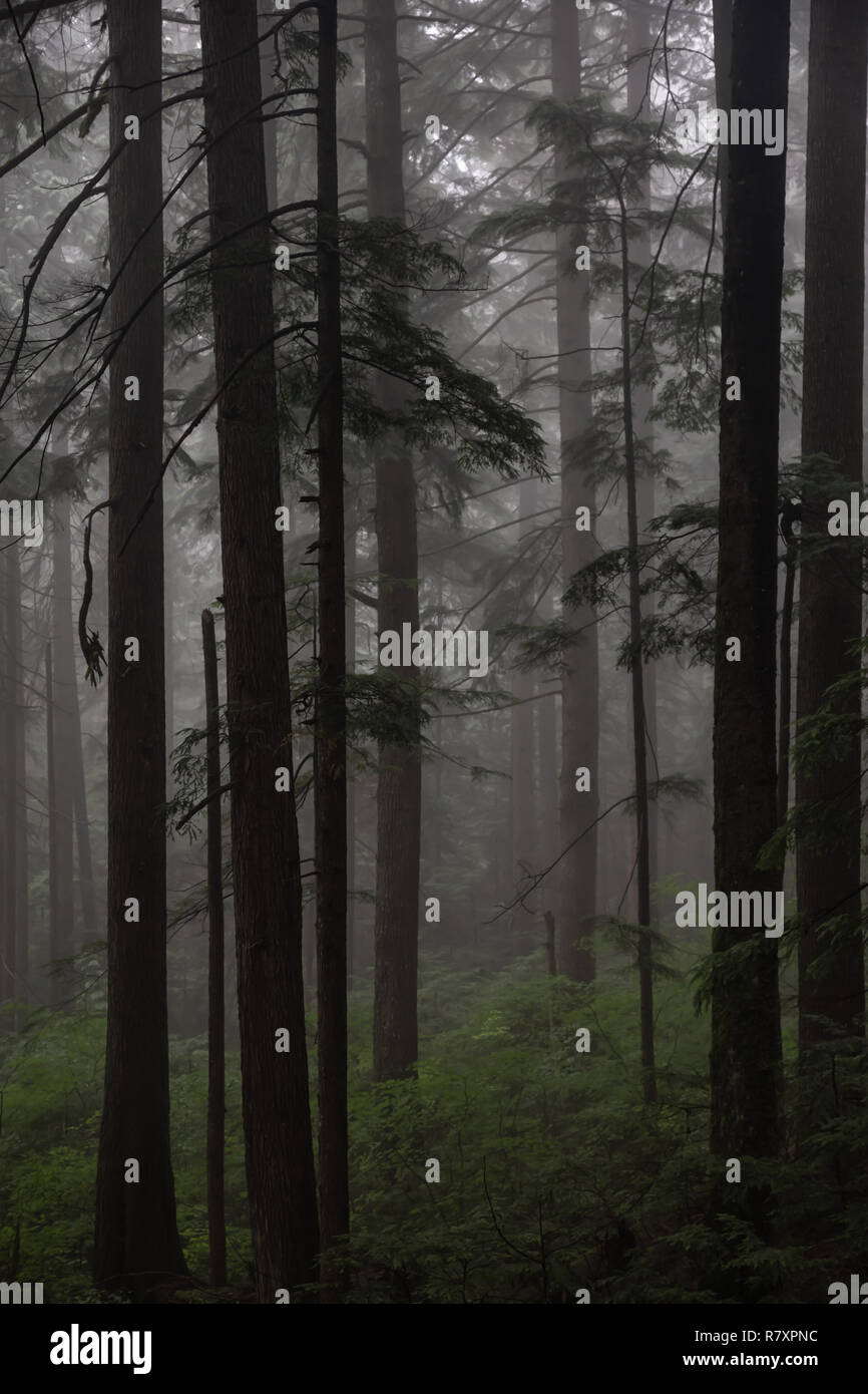 Gloomy dark forest during a foggy day. Taken in Mt Fromme, North ...