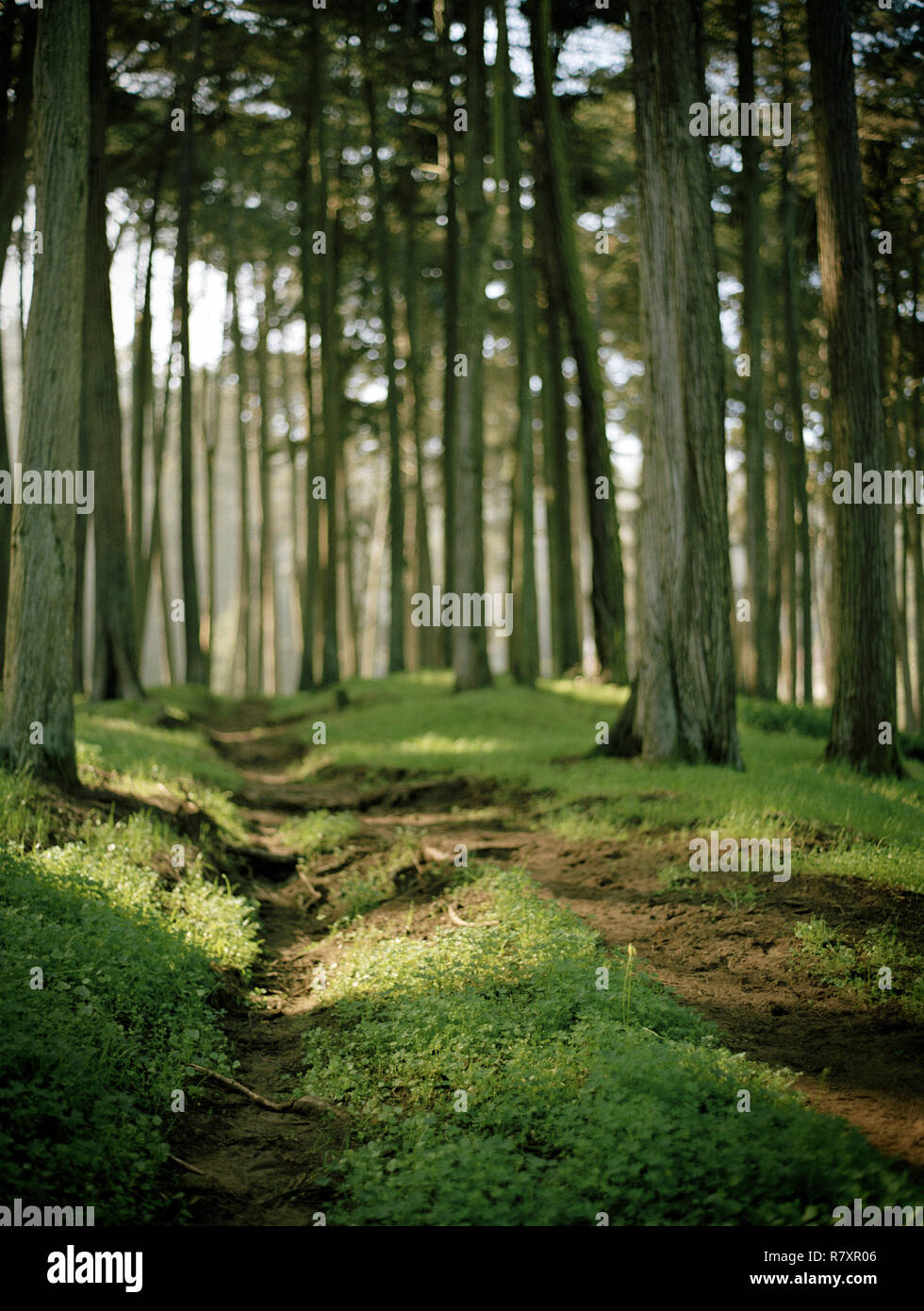 Narrow path going between trees in a forest Stock Photo - Alamy