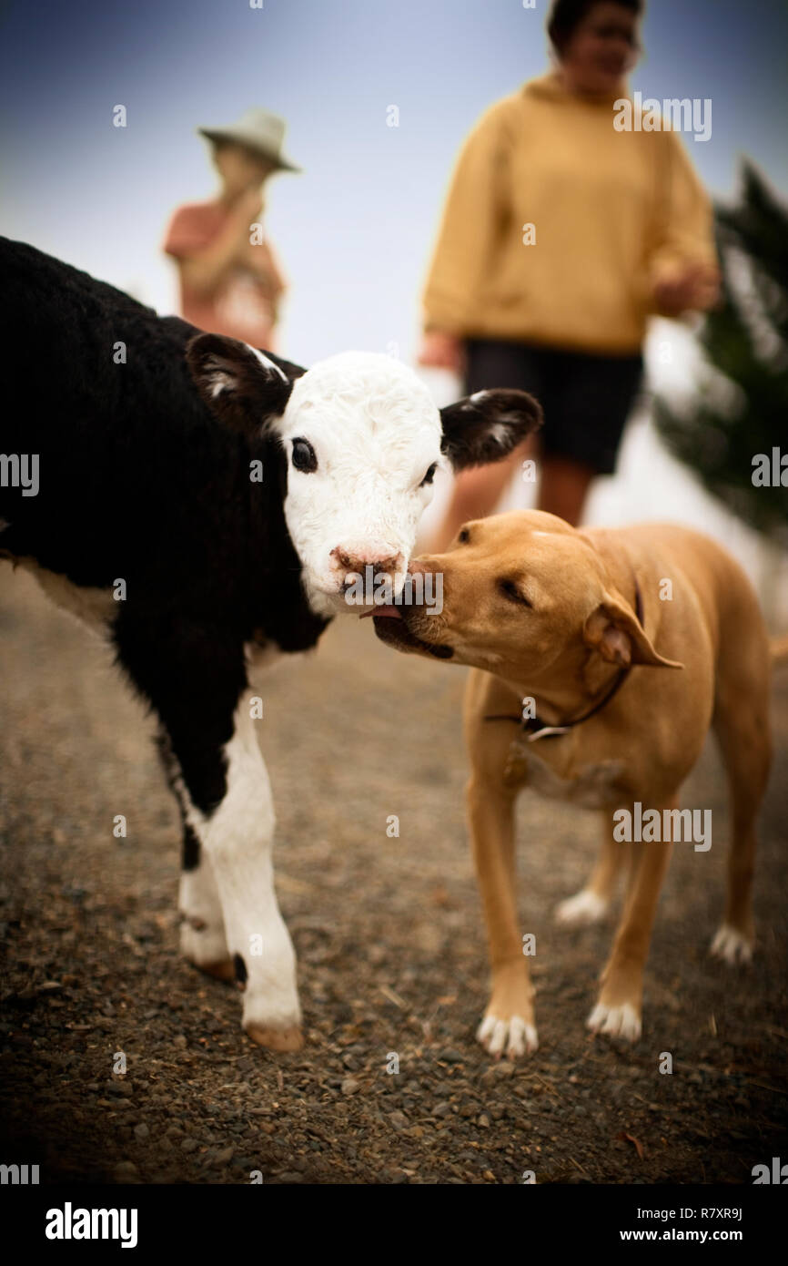 View of a pet dog licking a calf Stock Photo - Alamy