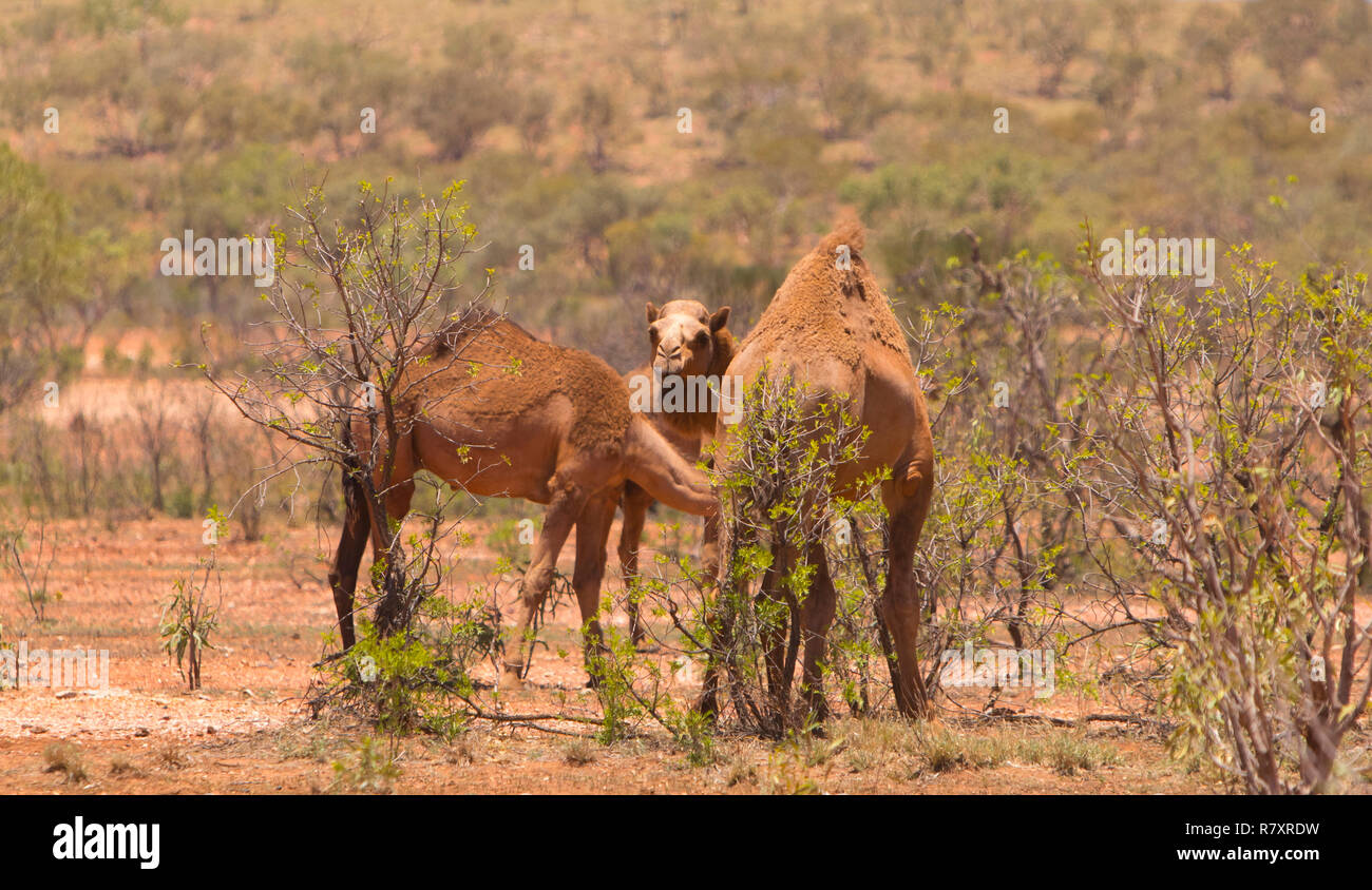 A group of feral camels, Camelus dromedarius, feeding on a bush in ...