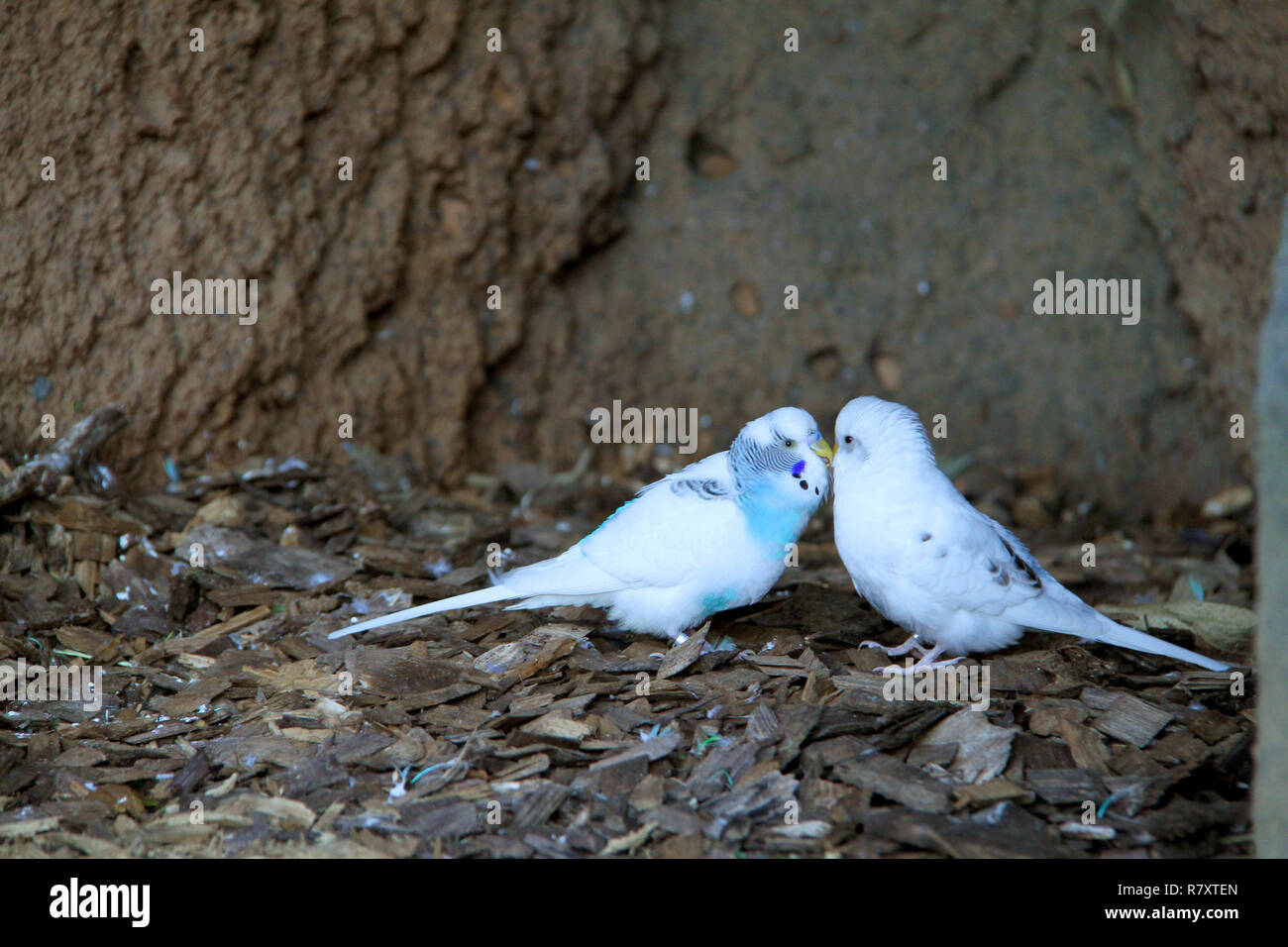 Pair of parakeets kissing Stock Photo - Alamy
