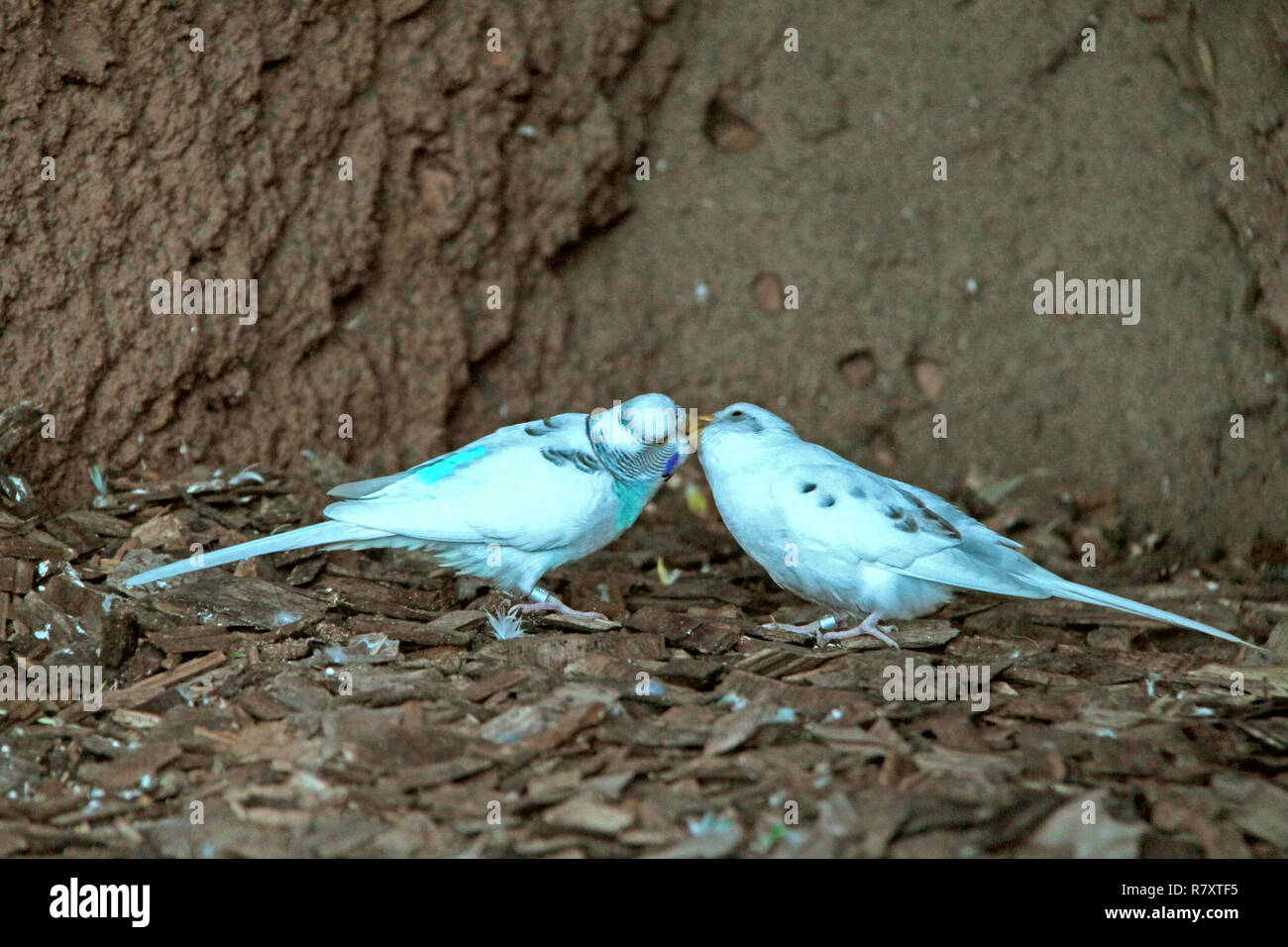 Pair of parakeets kissing Stock Photo - Alamy