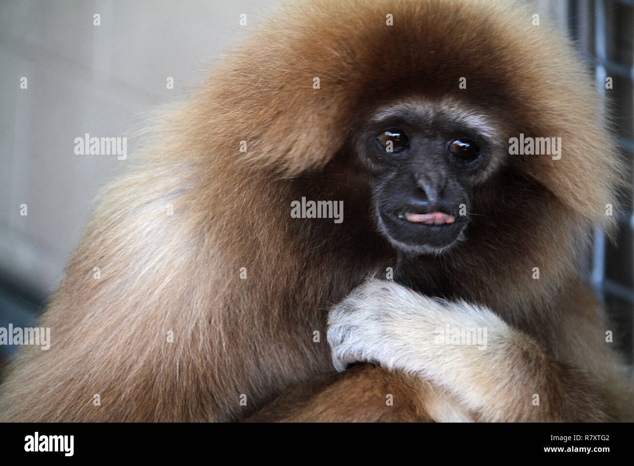Sad monkey hi-res stock photography and images - Alamy