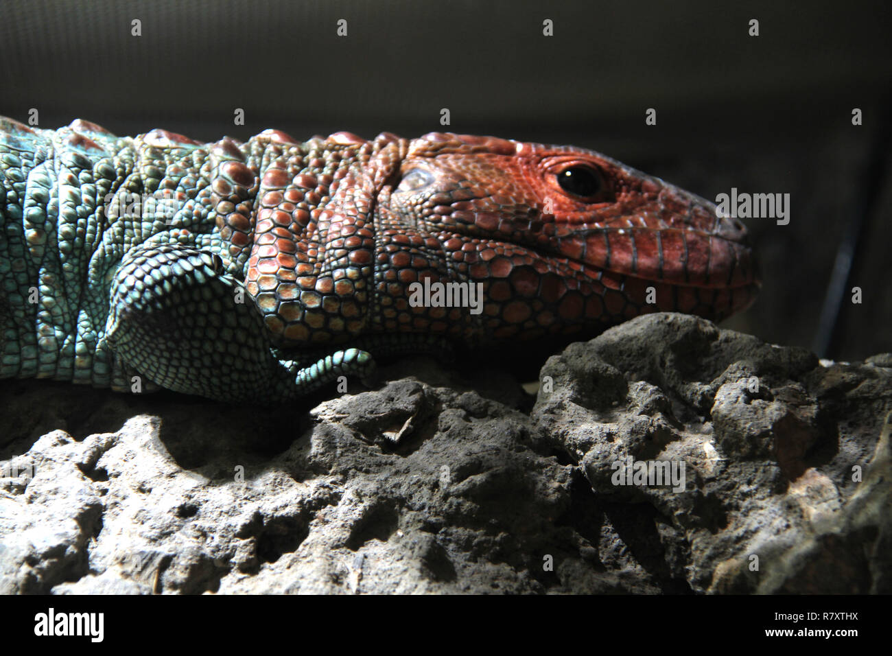Red-headed Agama lizard Stock Photo - Alamy
