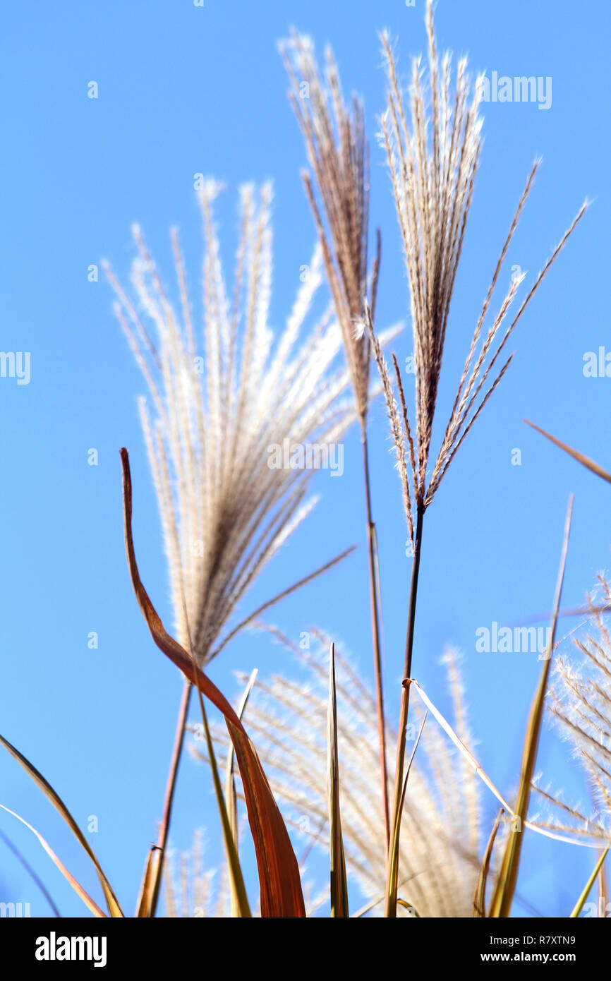 Beautiful dried flowers of tall grasses Stock Photo - Alamy