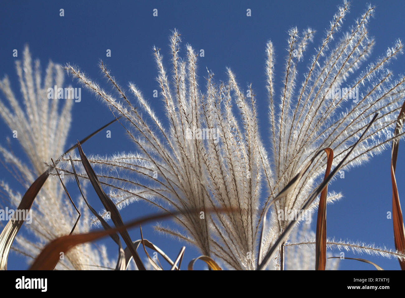 Tall perennial grasses hi-res stock photography and images - Alamy
