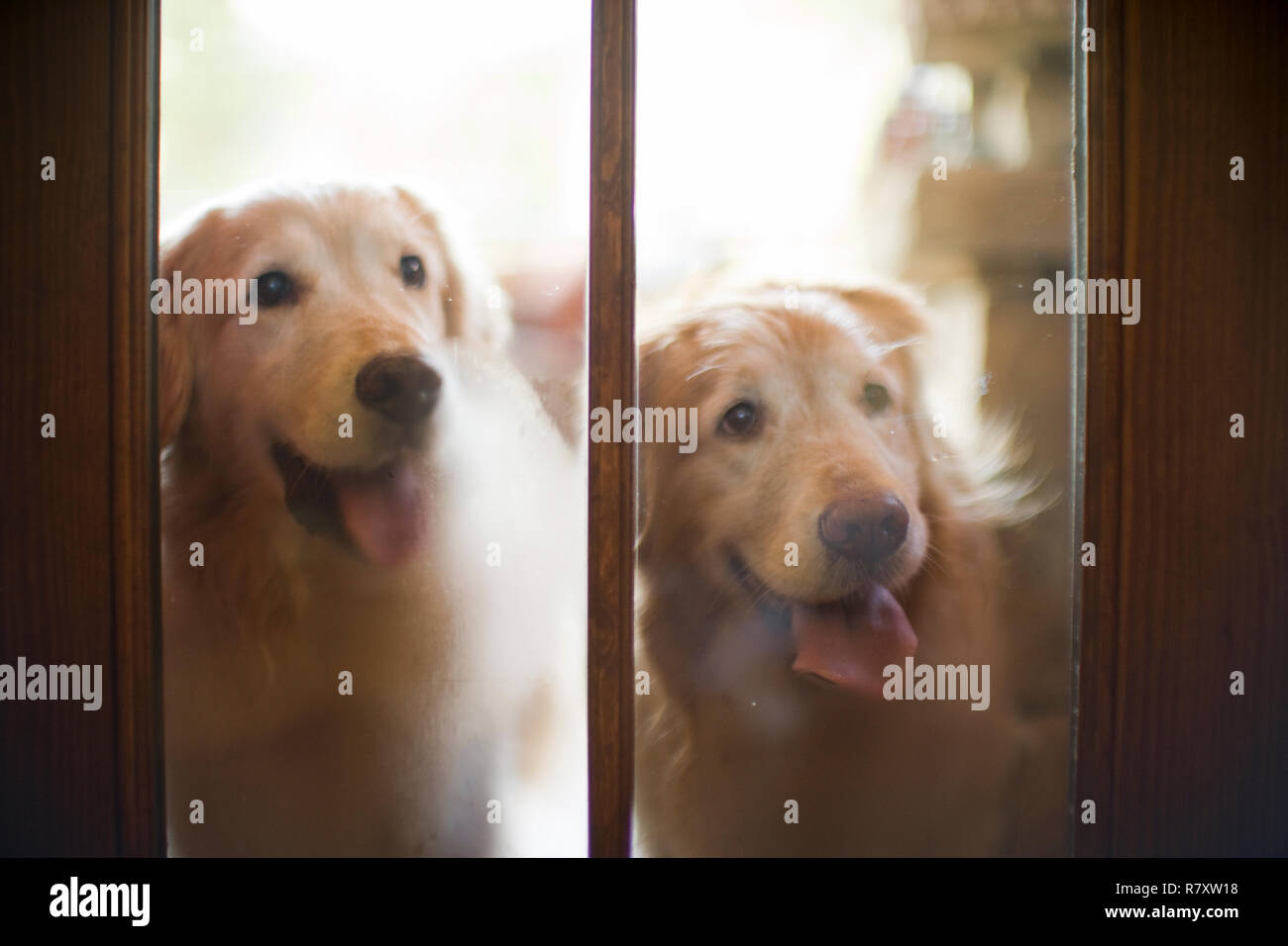 Two dogs waiting at front door hi-res stock photography and images - Alamy