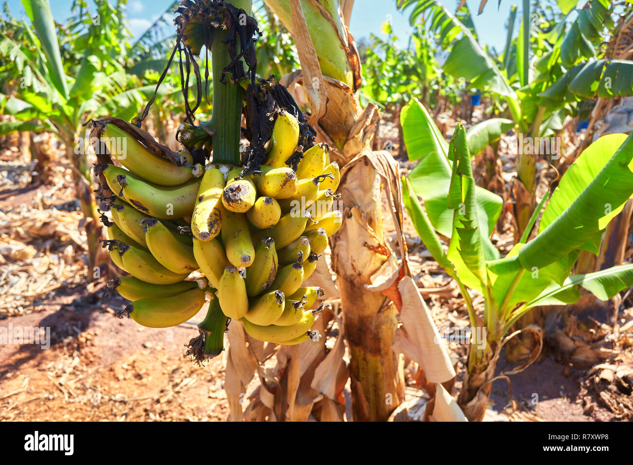 Banana tree with a bunch of ripe yellow bananas Stock Photo - Alamy