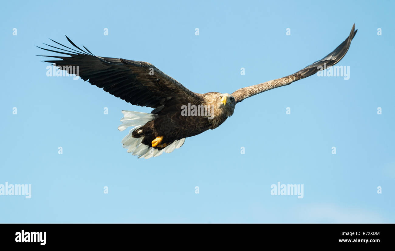 White-tailed eagle in flight. Blue sky background. Scientific name ...