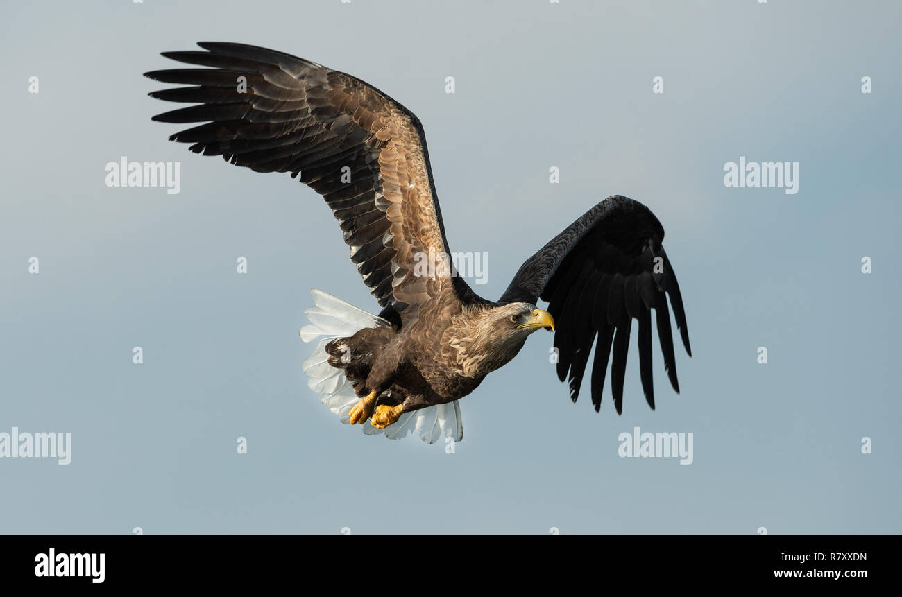 White-tailed eagle in flight. Blue sky background. Scientific name ...