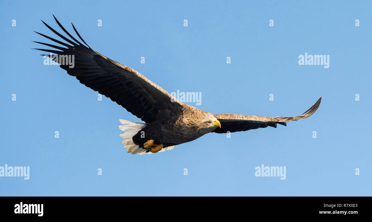 White-tailed eagle in flight. Blue sky background. Scientific name ...