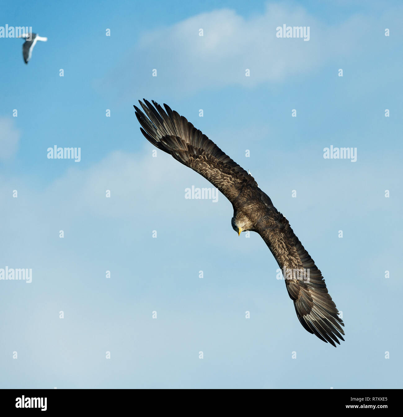 White-tailed eagle in flight. Blue sky background. Scientific name ...