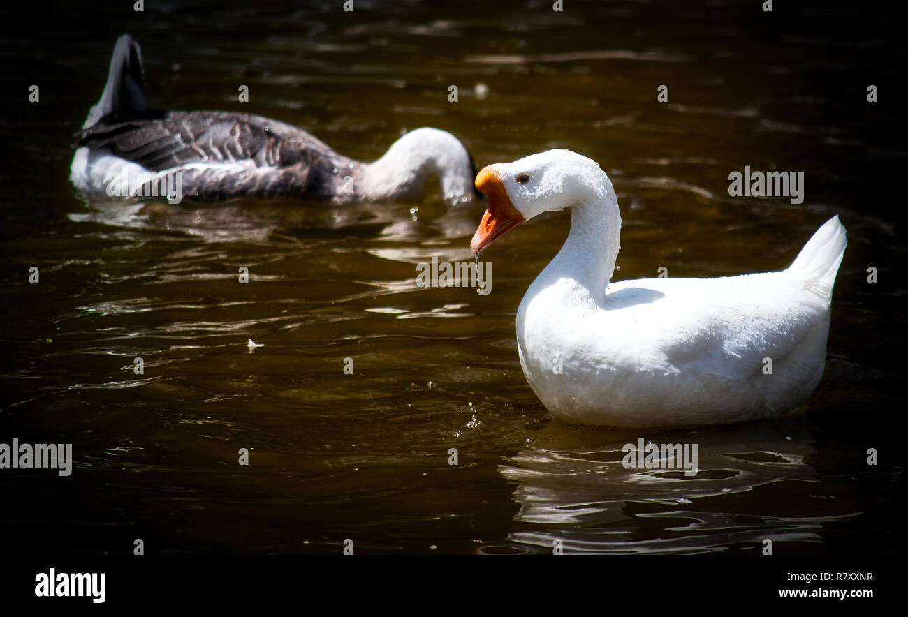 Drool hi-res stock photography and images - Alamy