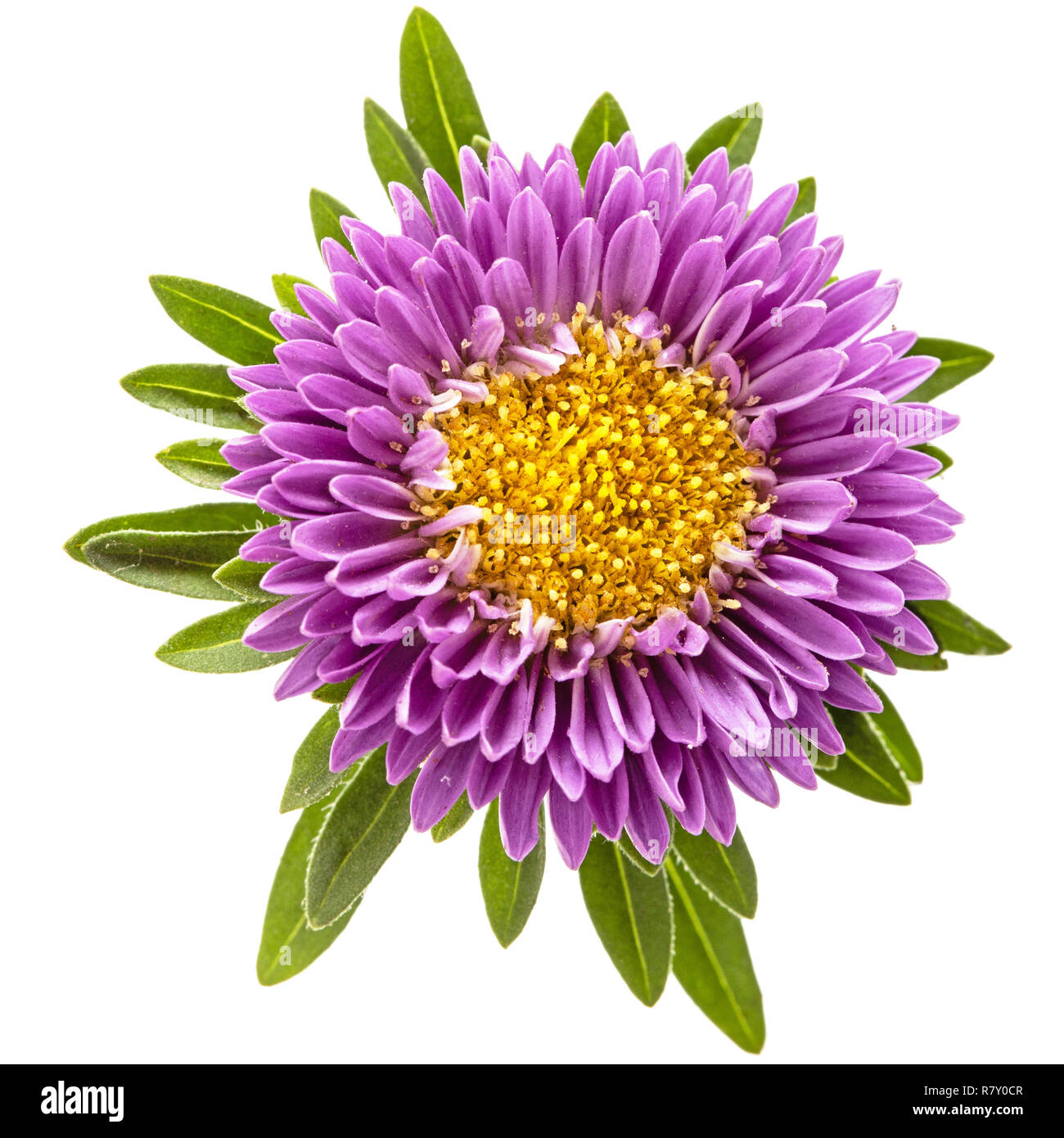 Flower of aster, isolated on a white background Stock Photo - Alamy