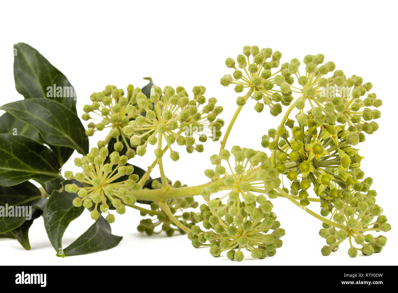 Flowering ivy, branch with inflorescences and green leaves, isolated on ...