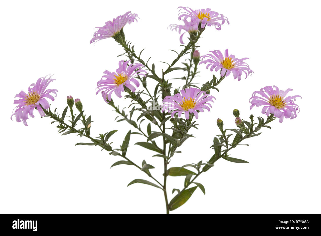 Flowers of astra perennial undersized, isolated on a white background ...