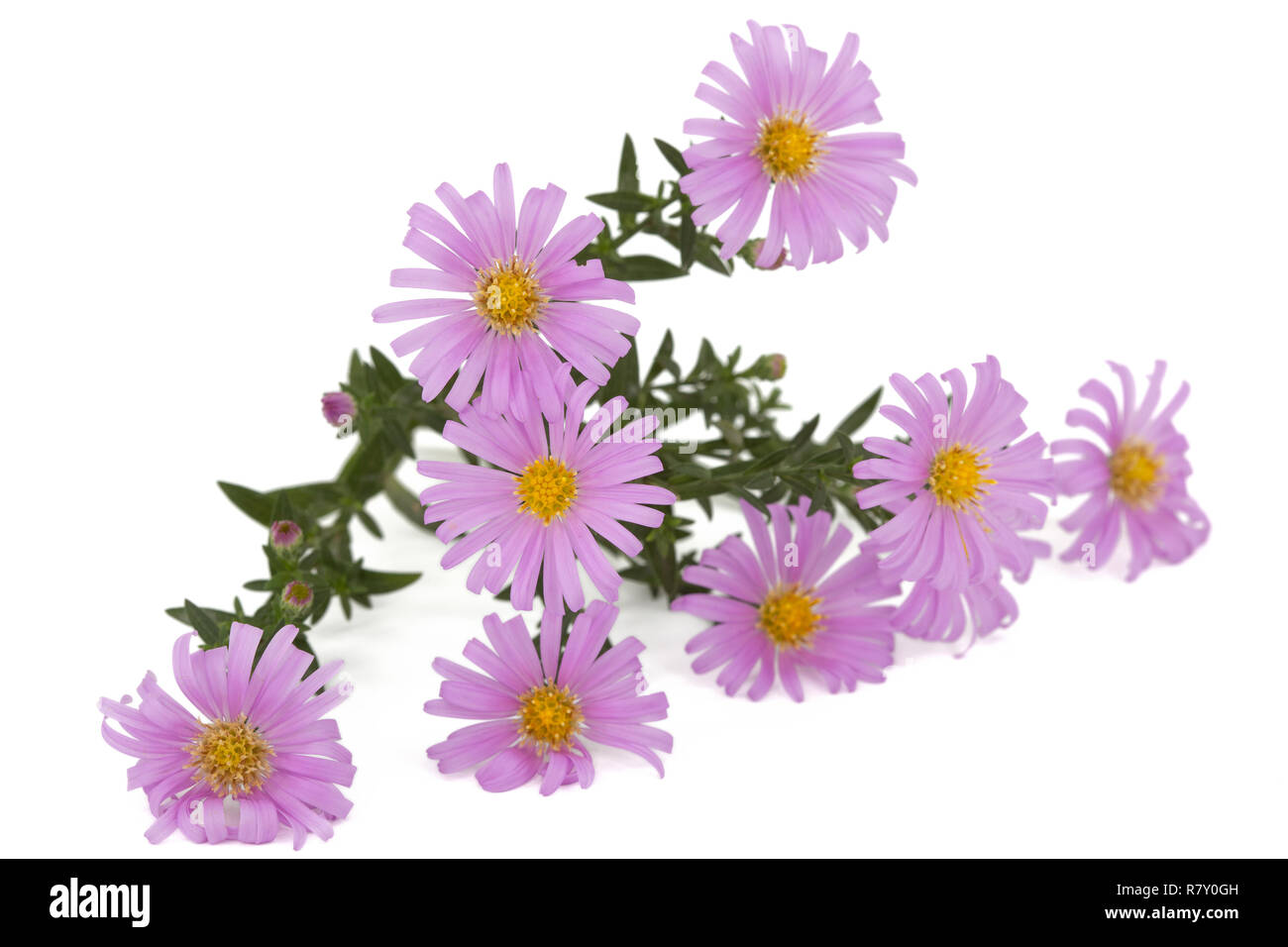 Flowers of astra perennial undersized, isolated on a white background ...