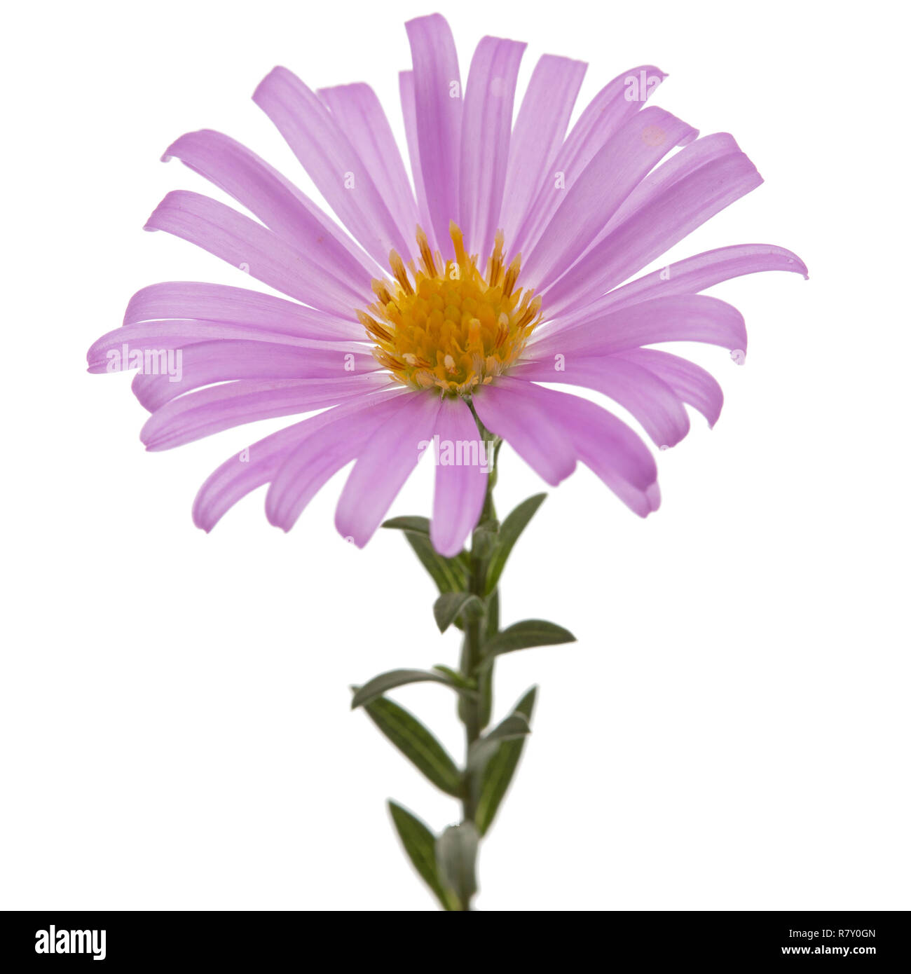 Flower of astra perennial undersized, isolated on a white background ...