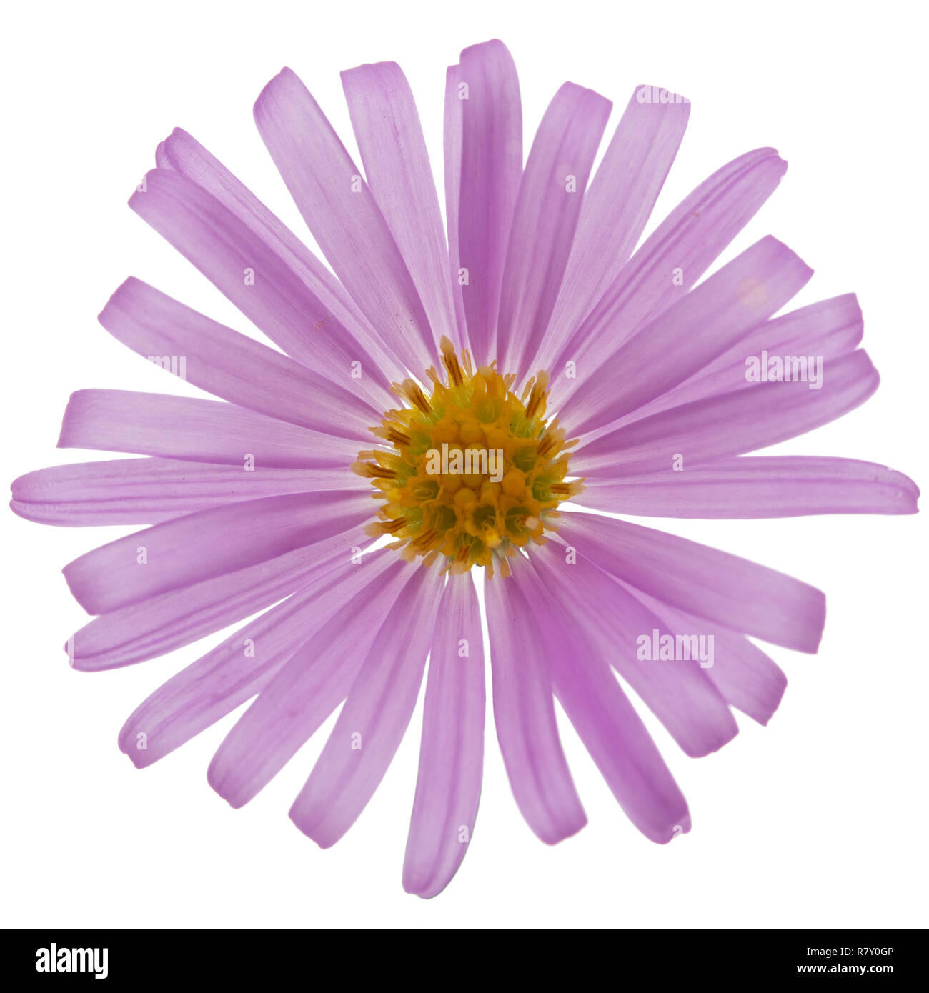 Flower of astra perennial undersized, isolated on a white background ...