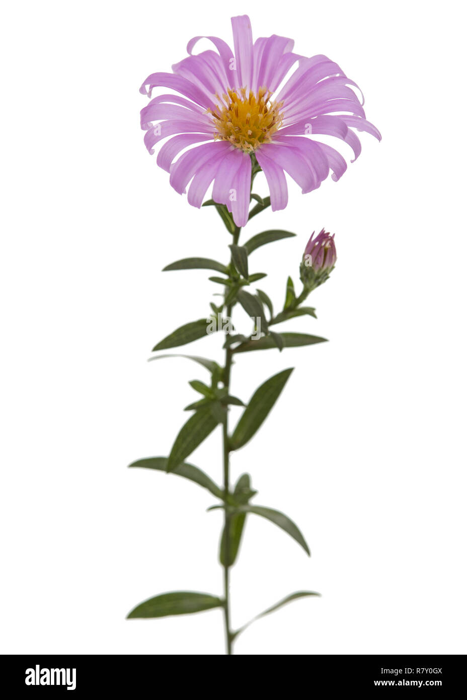 Flower of astra perennial undersized, isolated on a white background ...