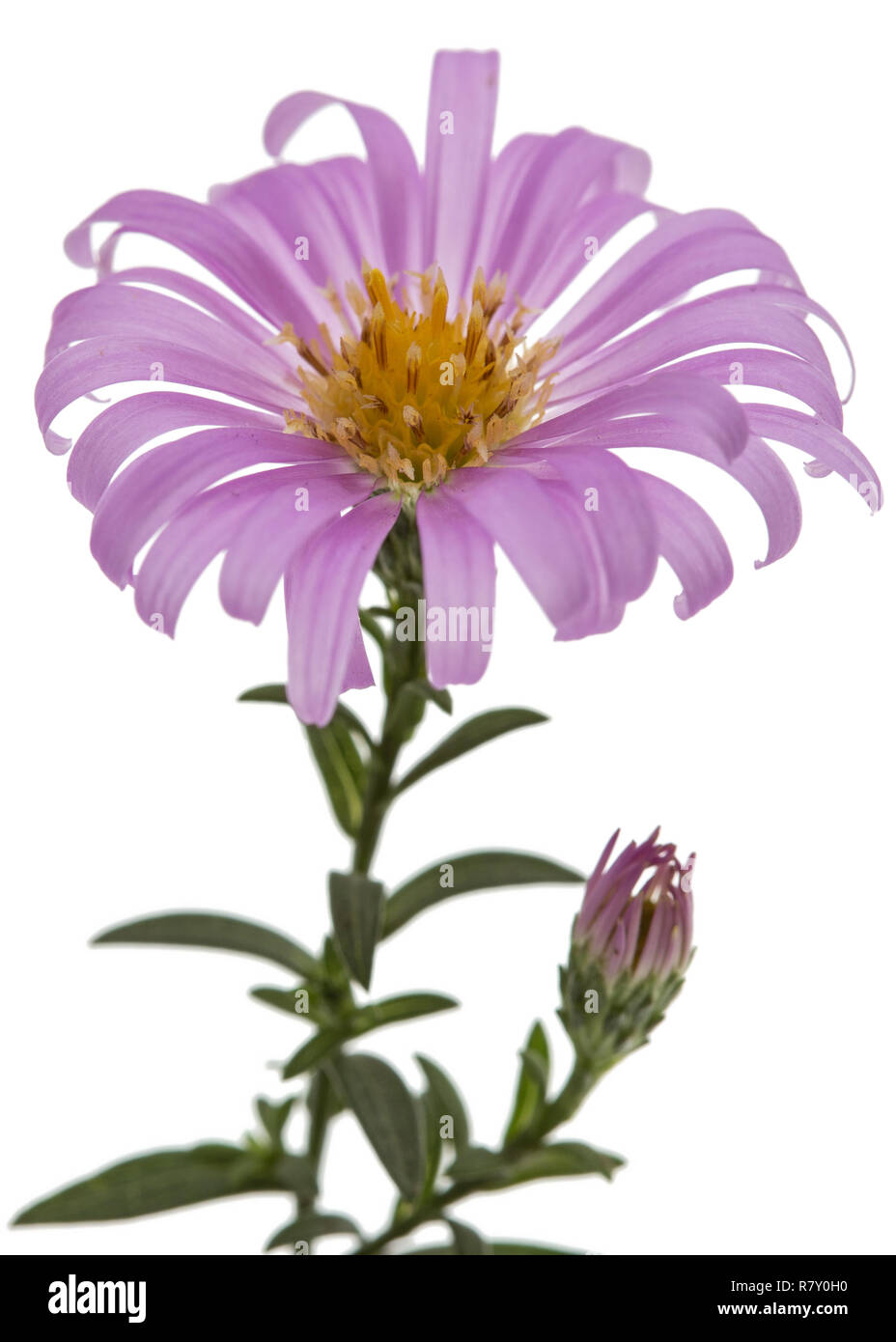 Flower of astra perennial undersized, isolated on a white background ...