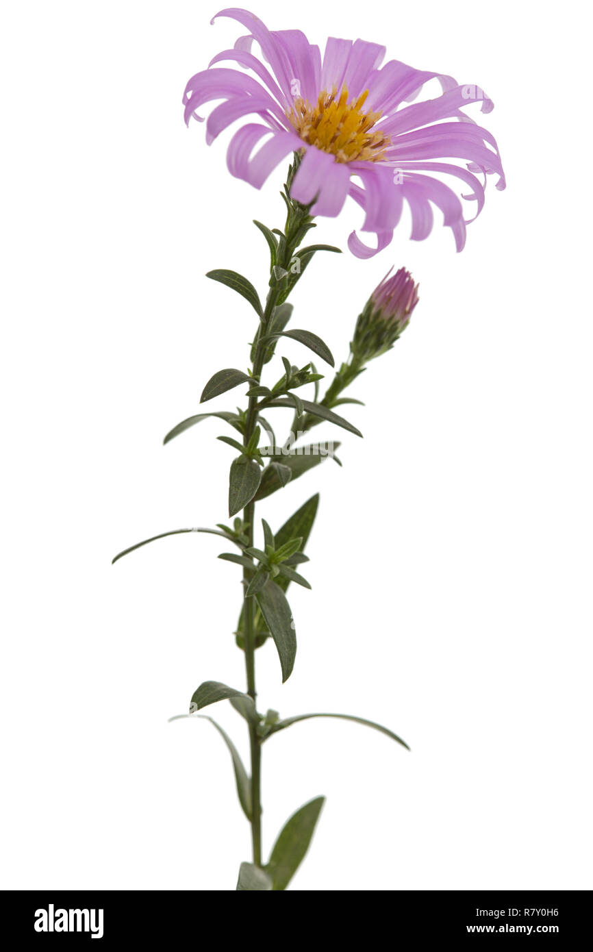 Flower of astra perennial undersized, isolated on a white background ...