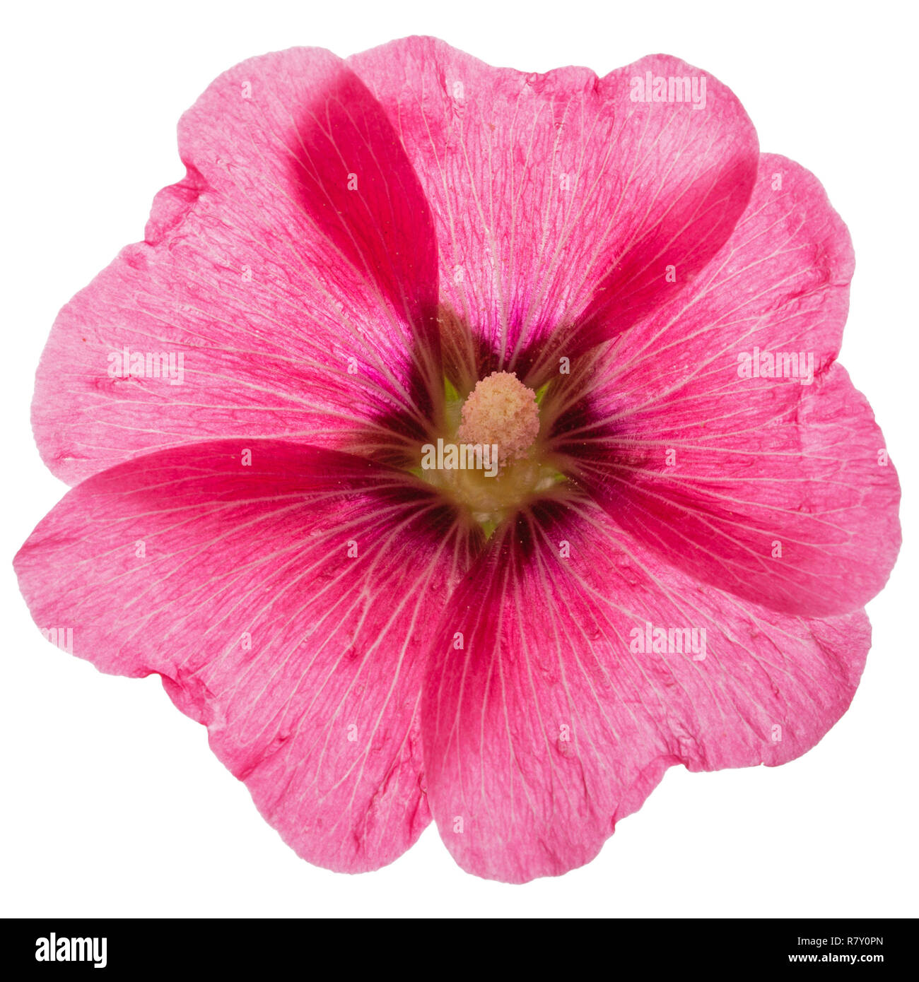 Flower of mallow, isolated on white background Stock Photo - Alamy