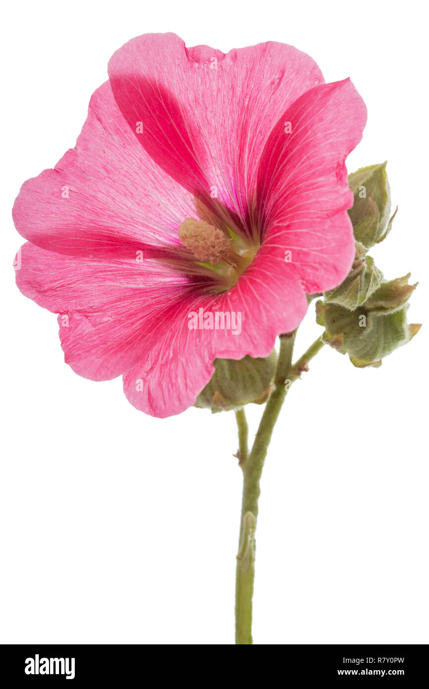Flower of mallow, isolated on white background Stock Photo - Alamy