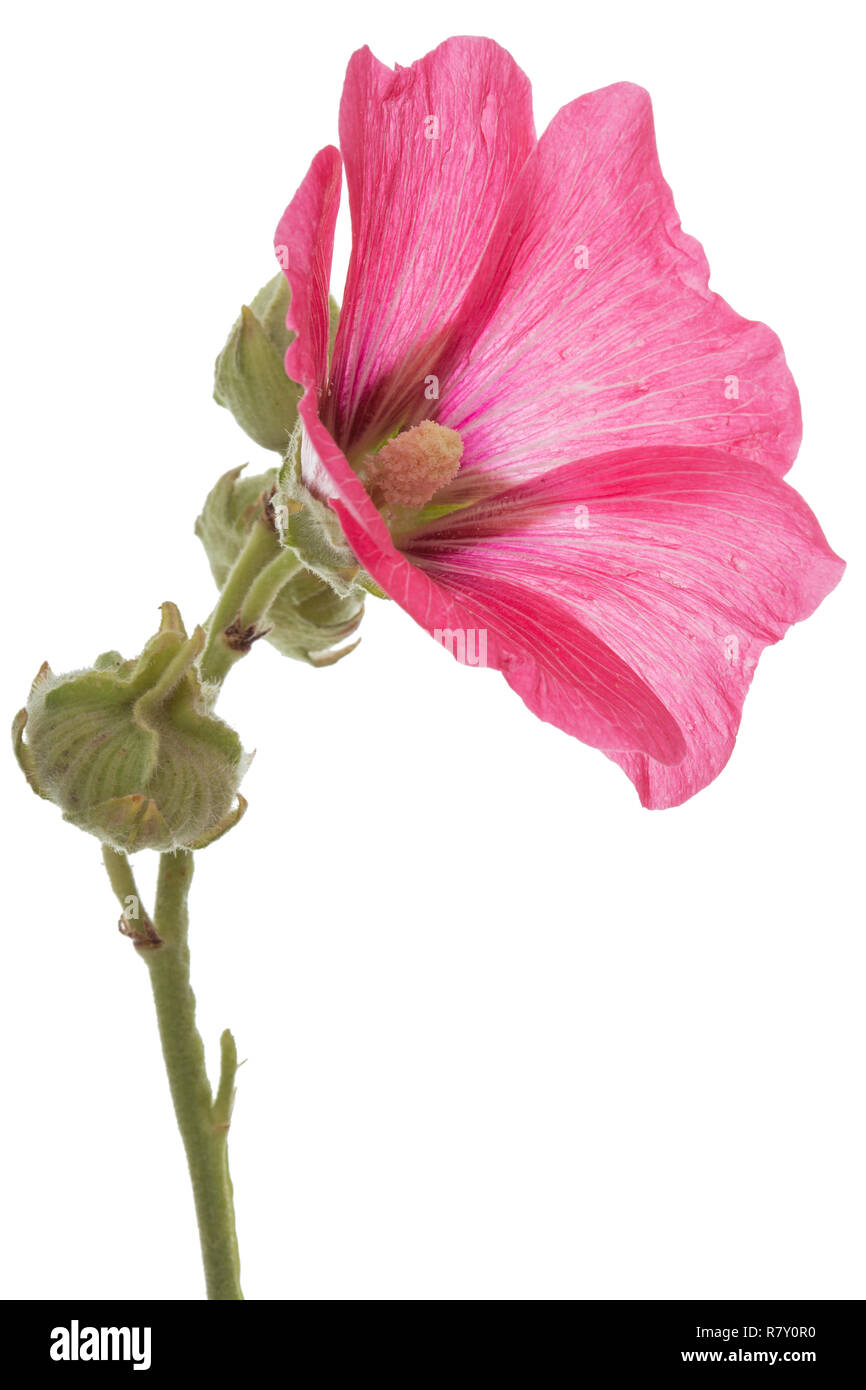 Flower of mallow, isolated on white background Stock Photo - Alamy