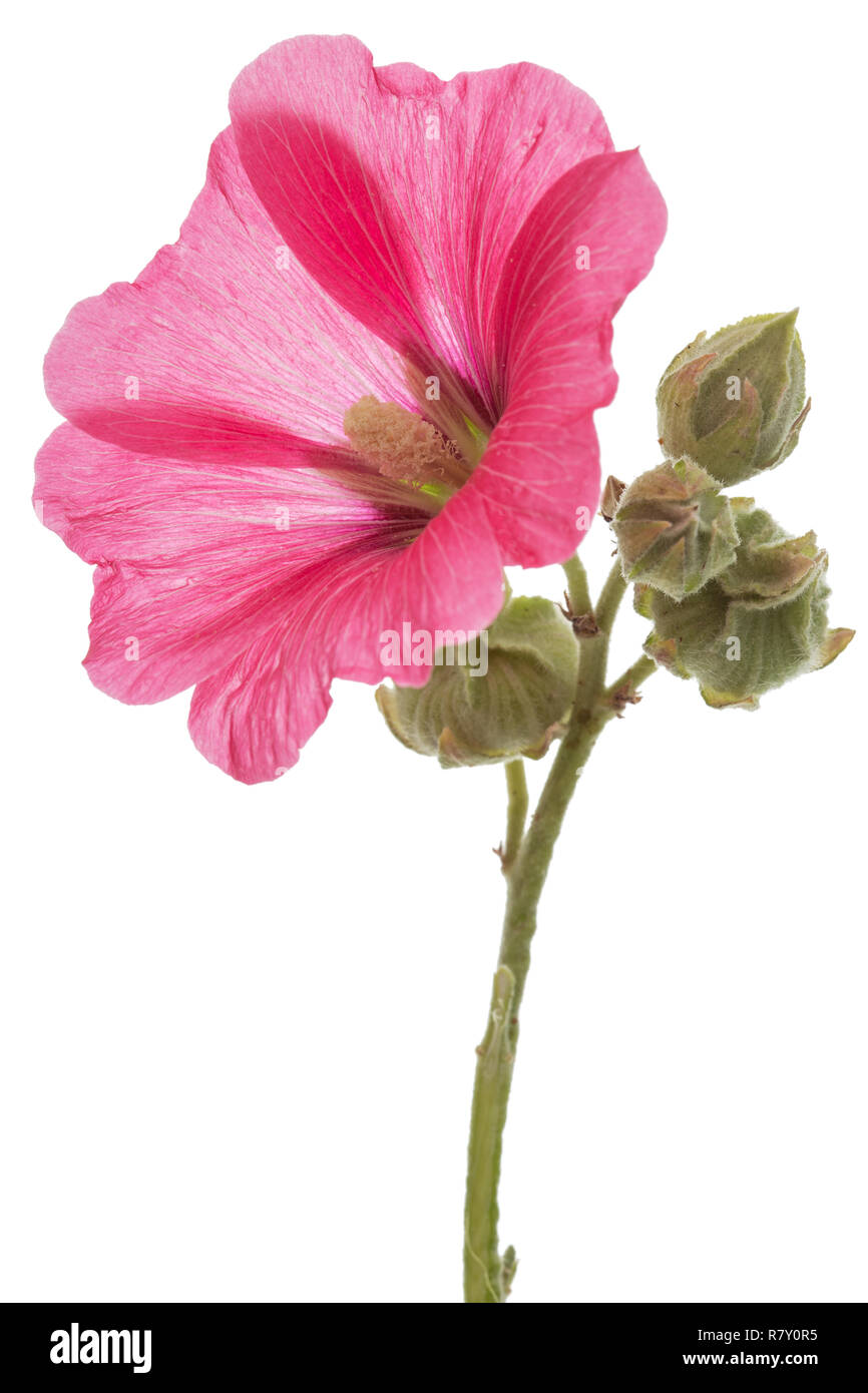 Flower of mallow, isolated on white background Stock Photo - Alamy
