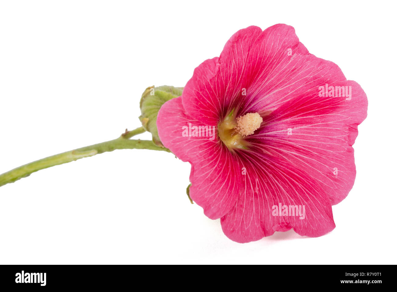 Flower of mallow, isolated on white background Stock Photo - Alamy