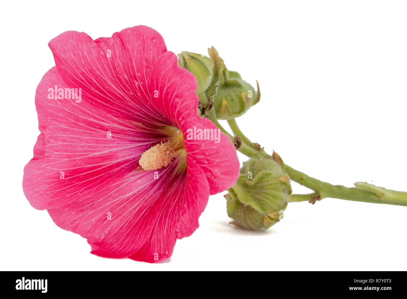 Flower of mallow, isolated on white background Stock Photo - Alamy
