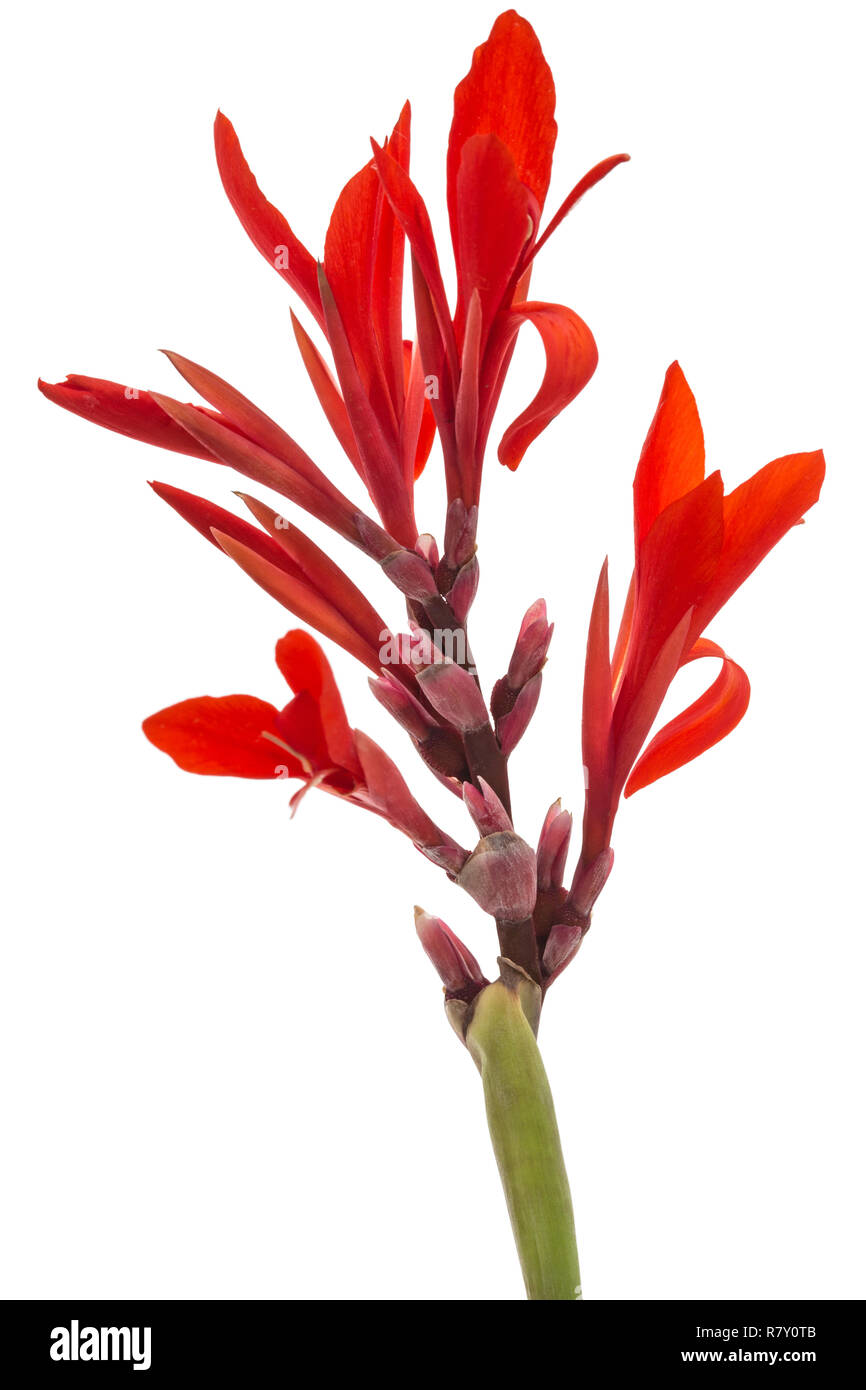 White flower west indian Cut Out Stock Images & Pictures - Alamy