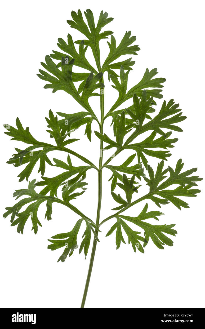 Branch of sagebrush, isolated on a white background Stock Photo - Alamy