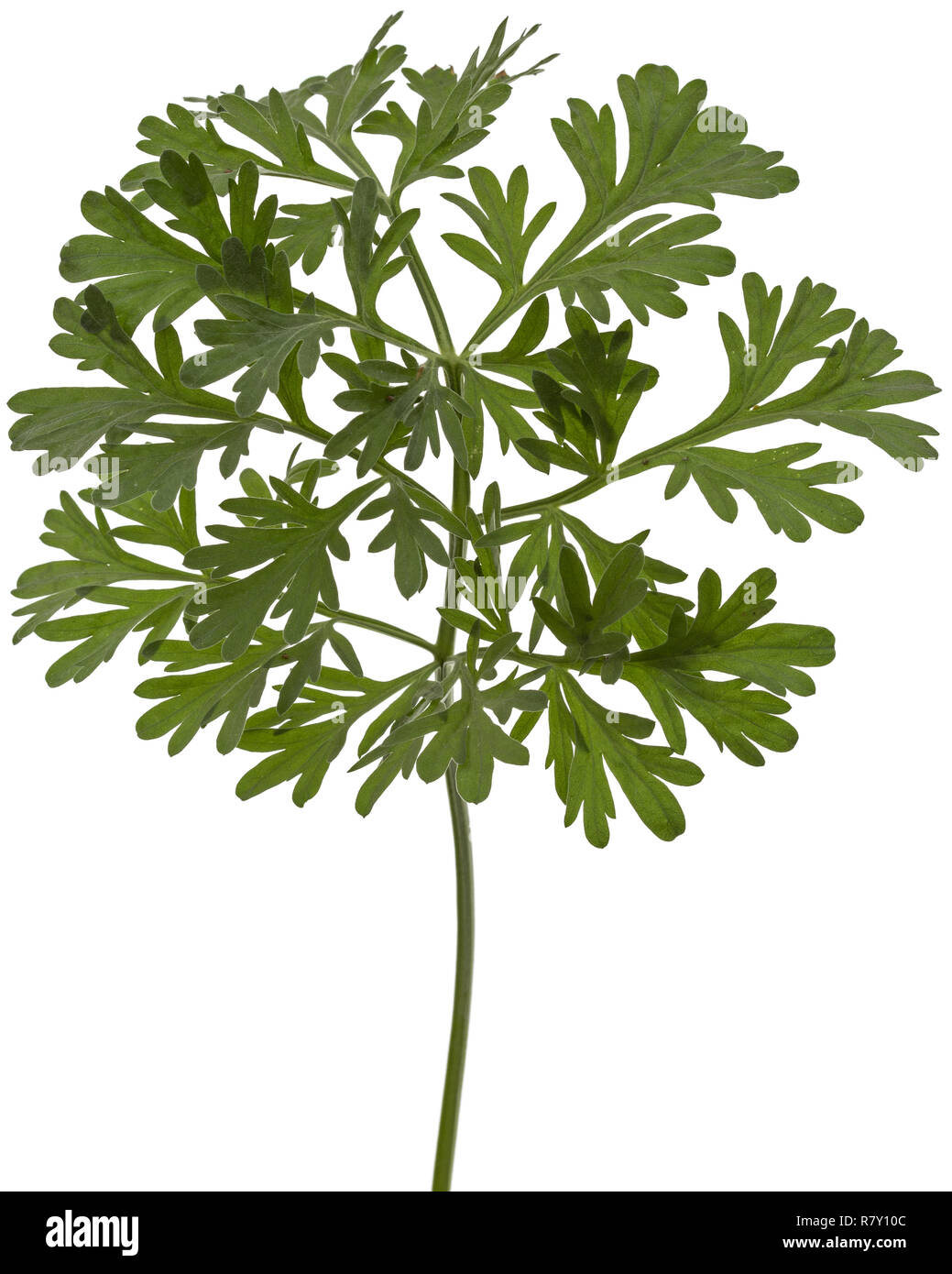 Branch of sagebrush, isolated on a white background Stock Photo - Alamy