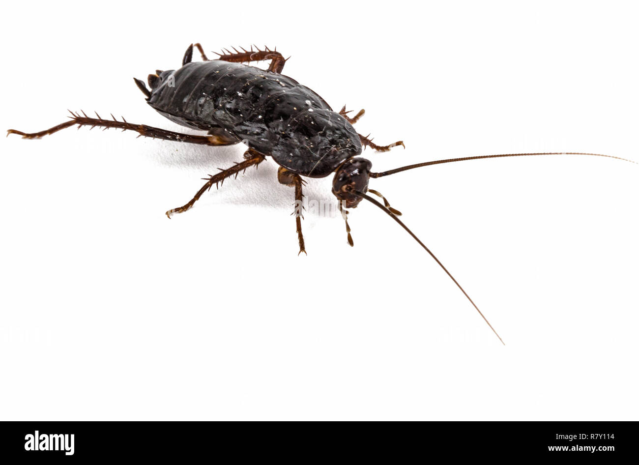 Black cockroach, lat. Blatta orientalis, isolated on white background ...