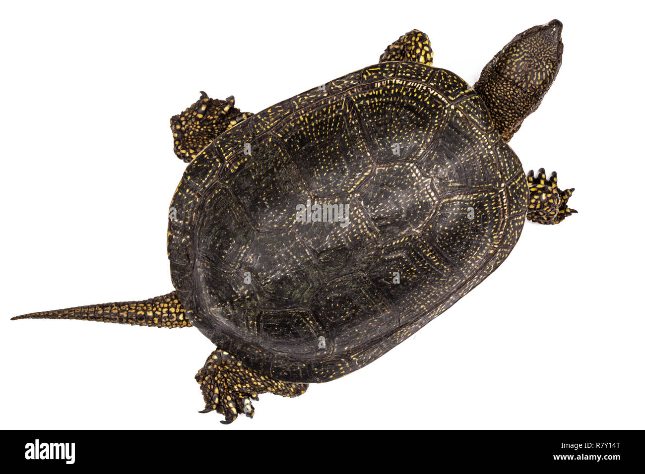 Central Asian tortoise, lat. Emys orbicularis, isolated on white ...