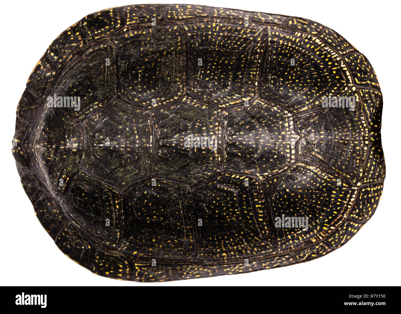 Tortoise shell, isolated on a white background Stock Photo - Alamy