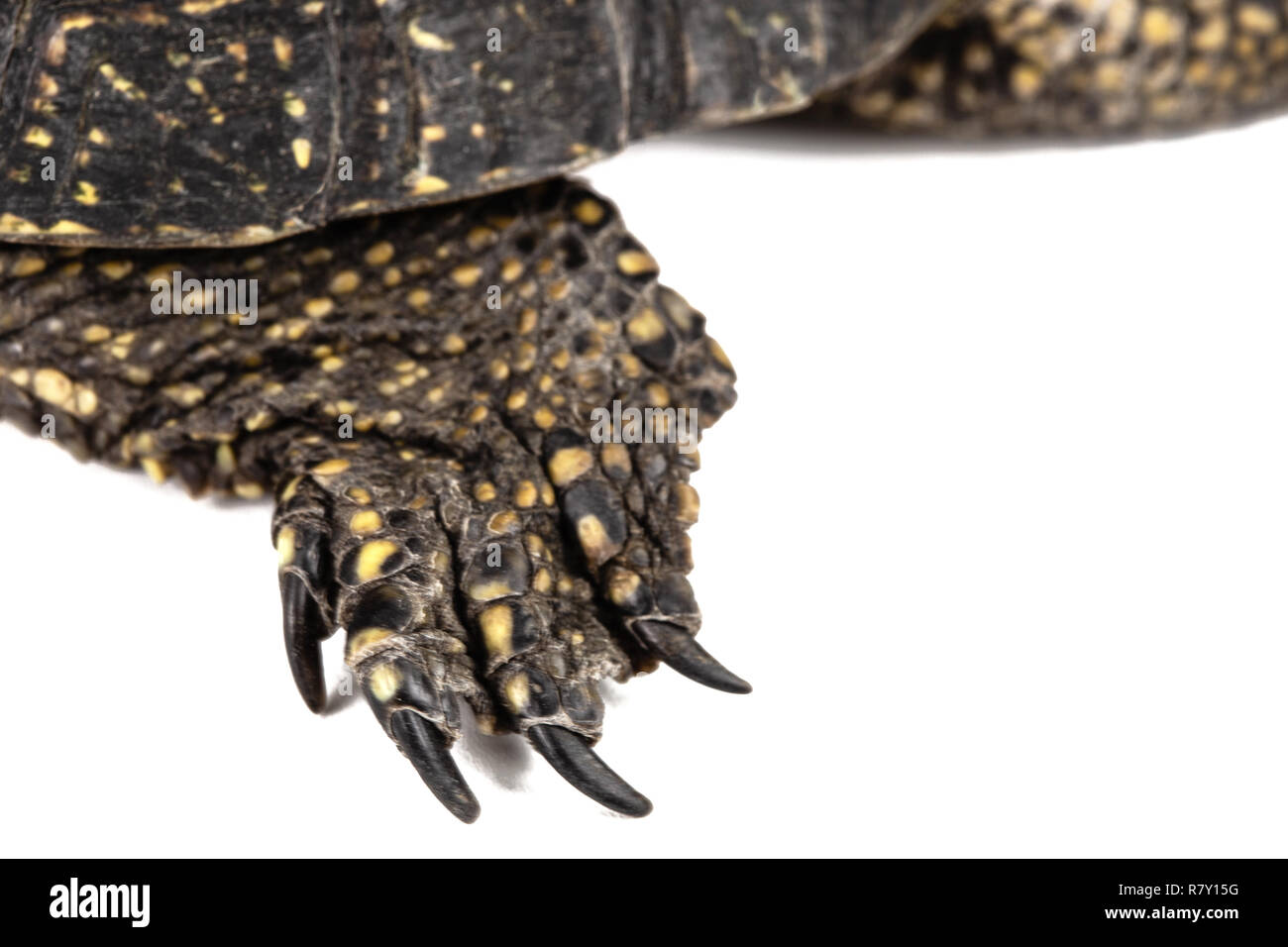 Paw of marsh turtle closeup, isolated on white background Stock Photo ...