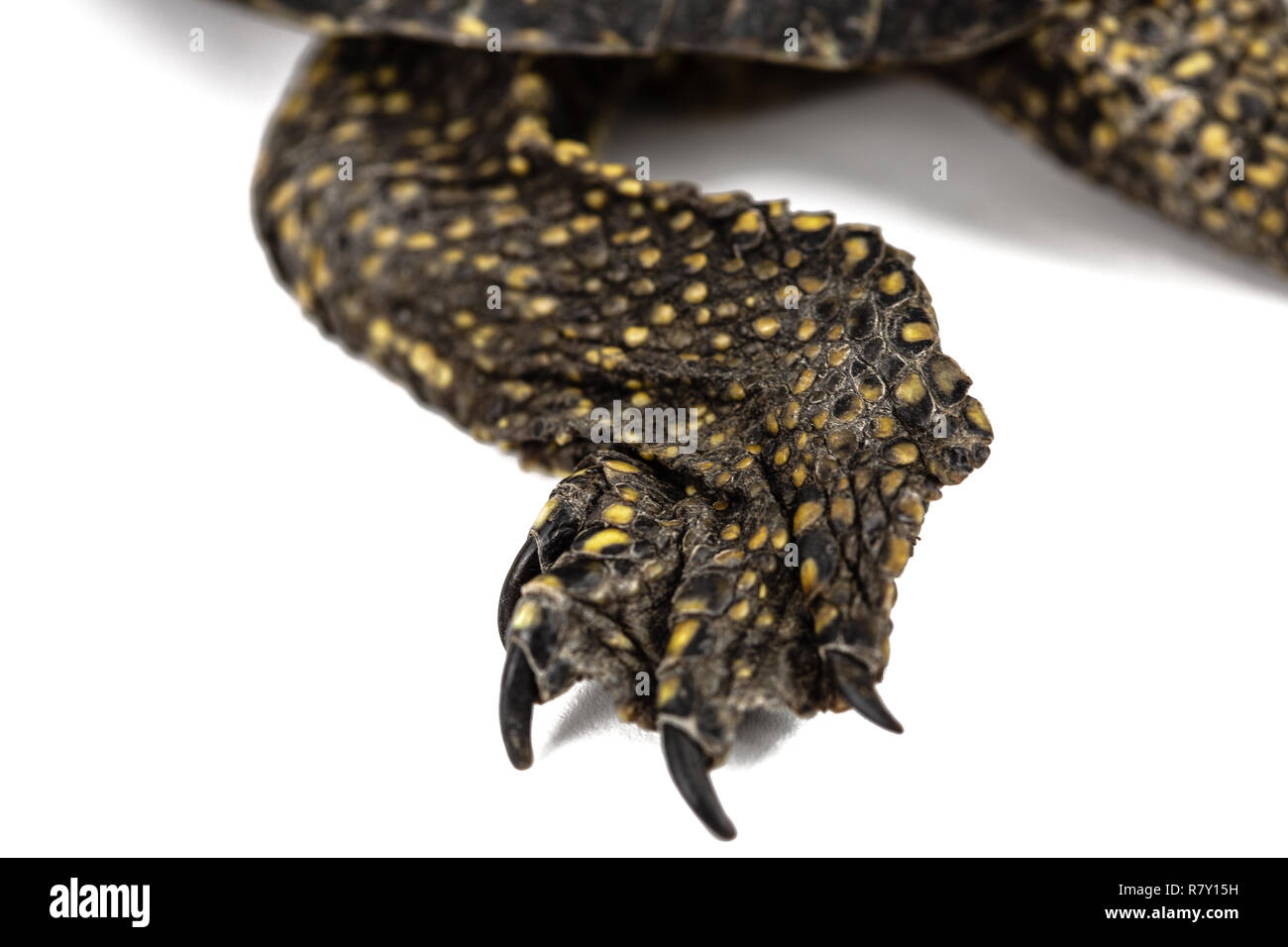 Paw of marsh turtle closeup, isolated on white background Stock Photo ...