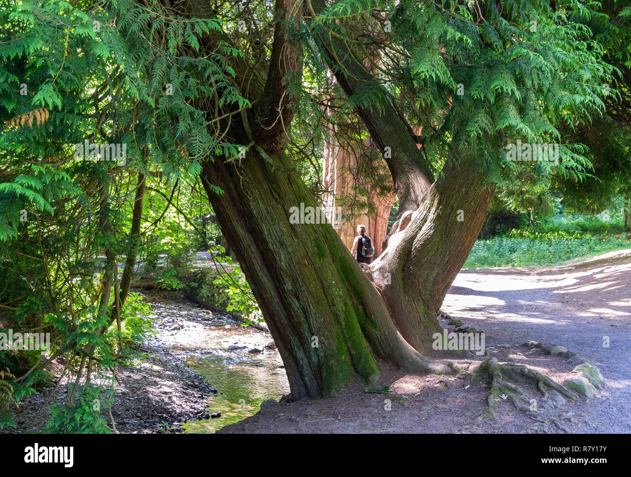 Big tree beside river Stock Photo - Alamy
